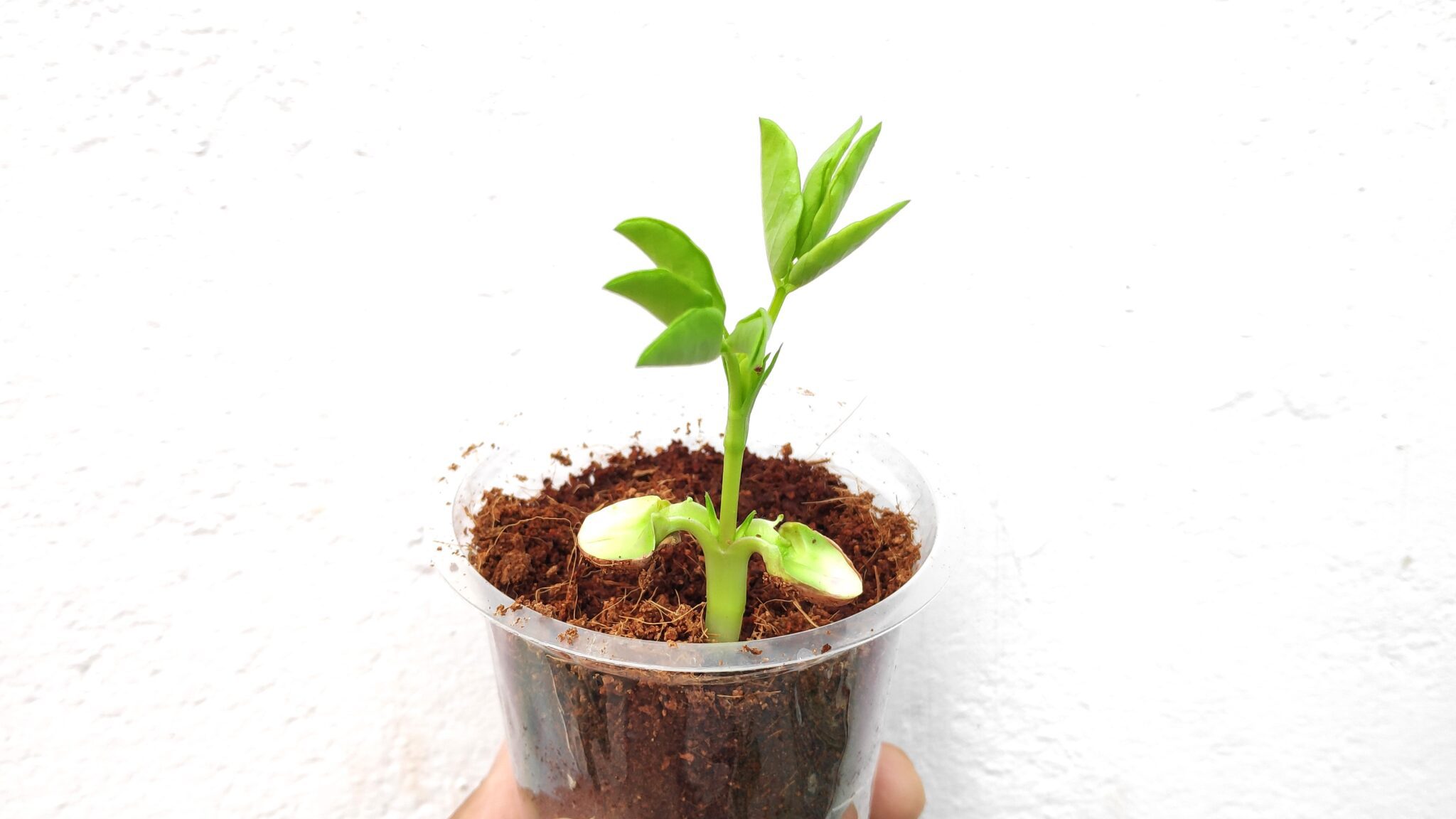 Coconut Husk, Uses And Its By-products - G4gardening